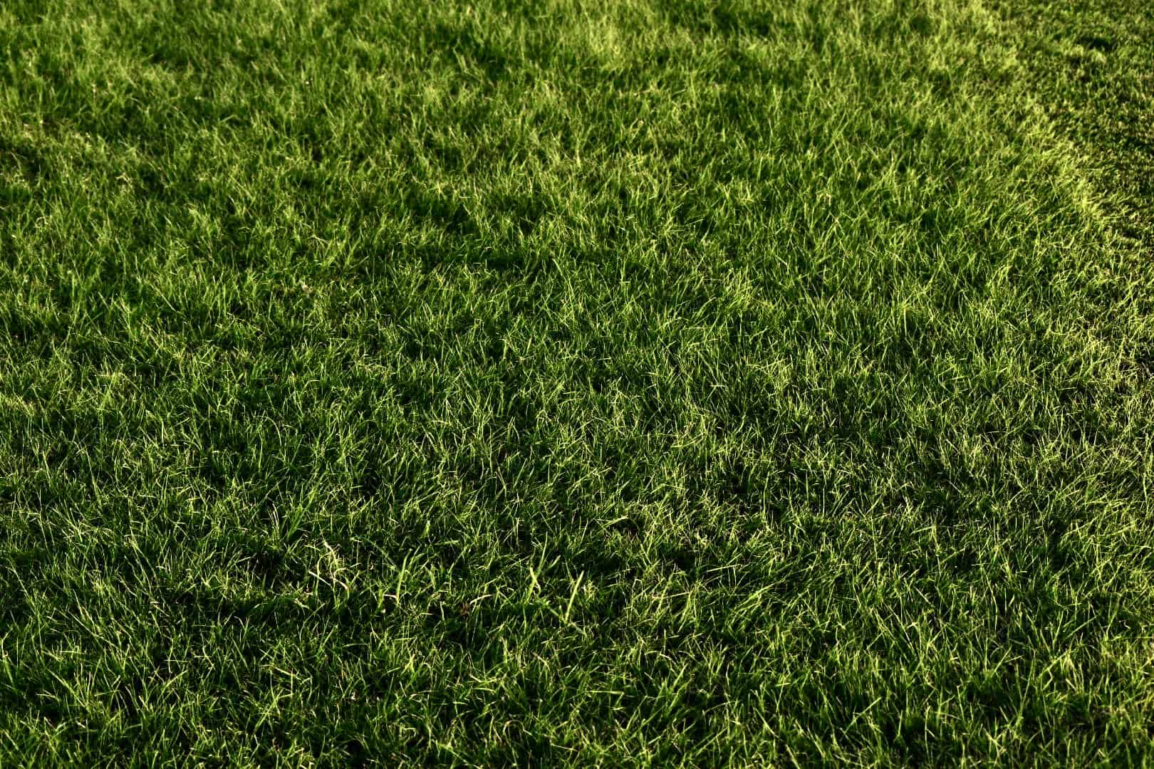 The Grass Outlet | Sod Grass for Austin, Dallas, Houston, San Antonio