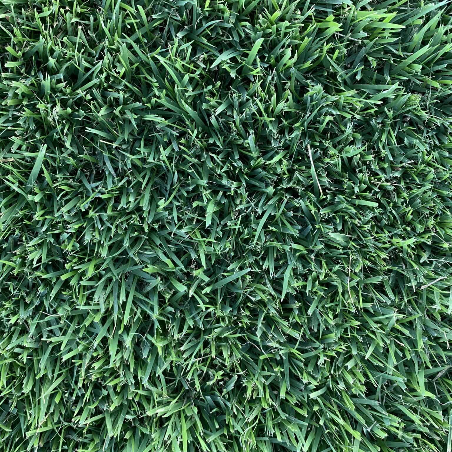 The Grass Outlet | Sod Grass for Austin, Dallas, Houston, San Antonio