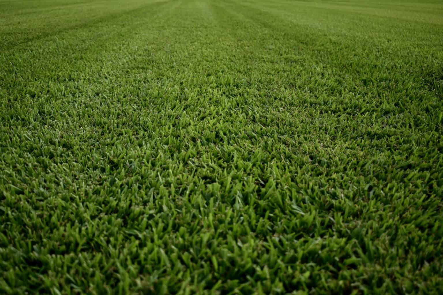 The Grass Outlet | Sod Grass for Austin, Dallas, Houston, San Antonio