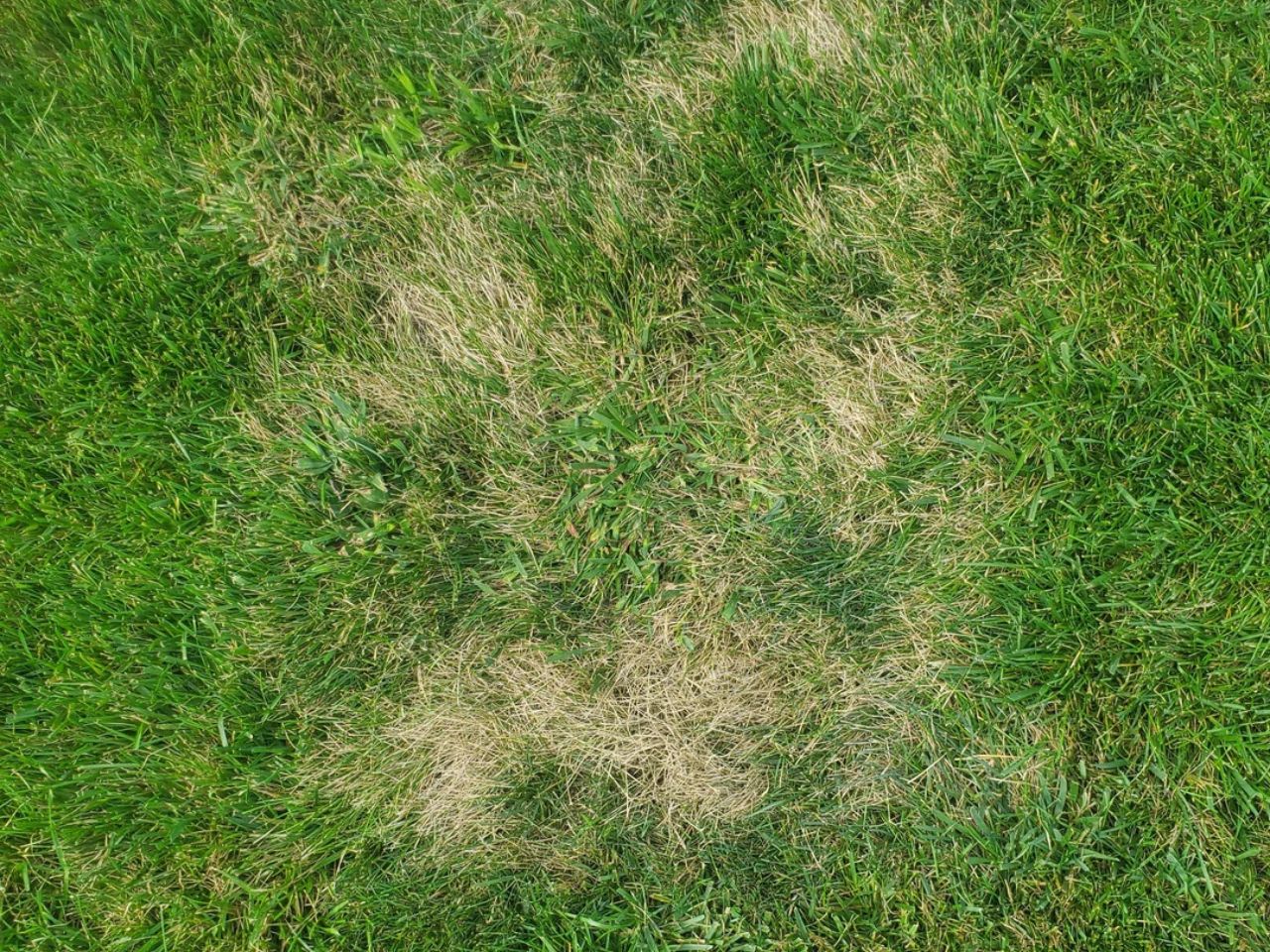Identifying Summer Lawn Diseases The Grass Outlet Texas