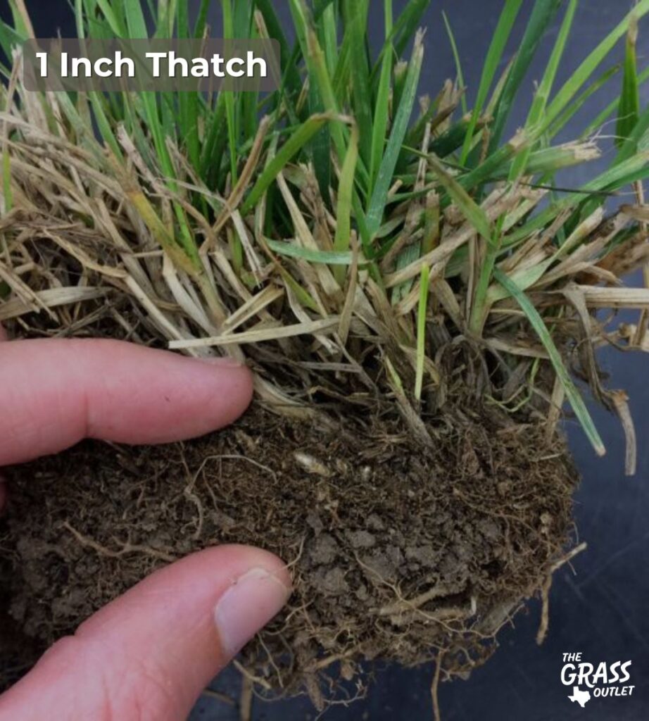 What Is Dethatching, And Why Does Your Lawn Need It? | The Grass Outlet