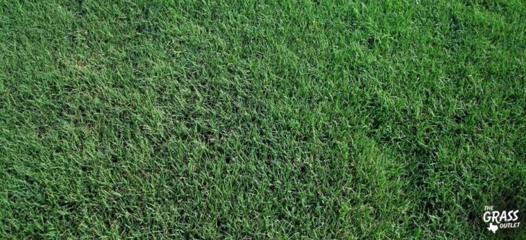 Types Of Grass Used On Golf Courses | The Grass Outlet
