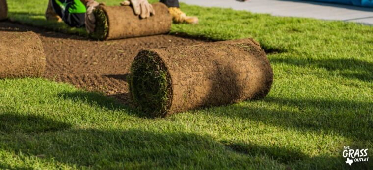 7 Low Maintenance Grass Varieties Best For Texas Lawns | The Grass Outlet