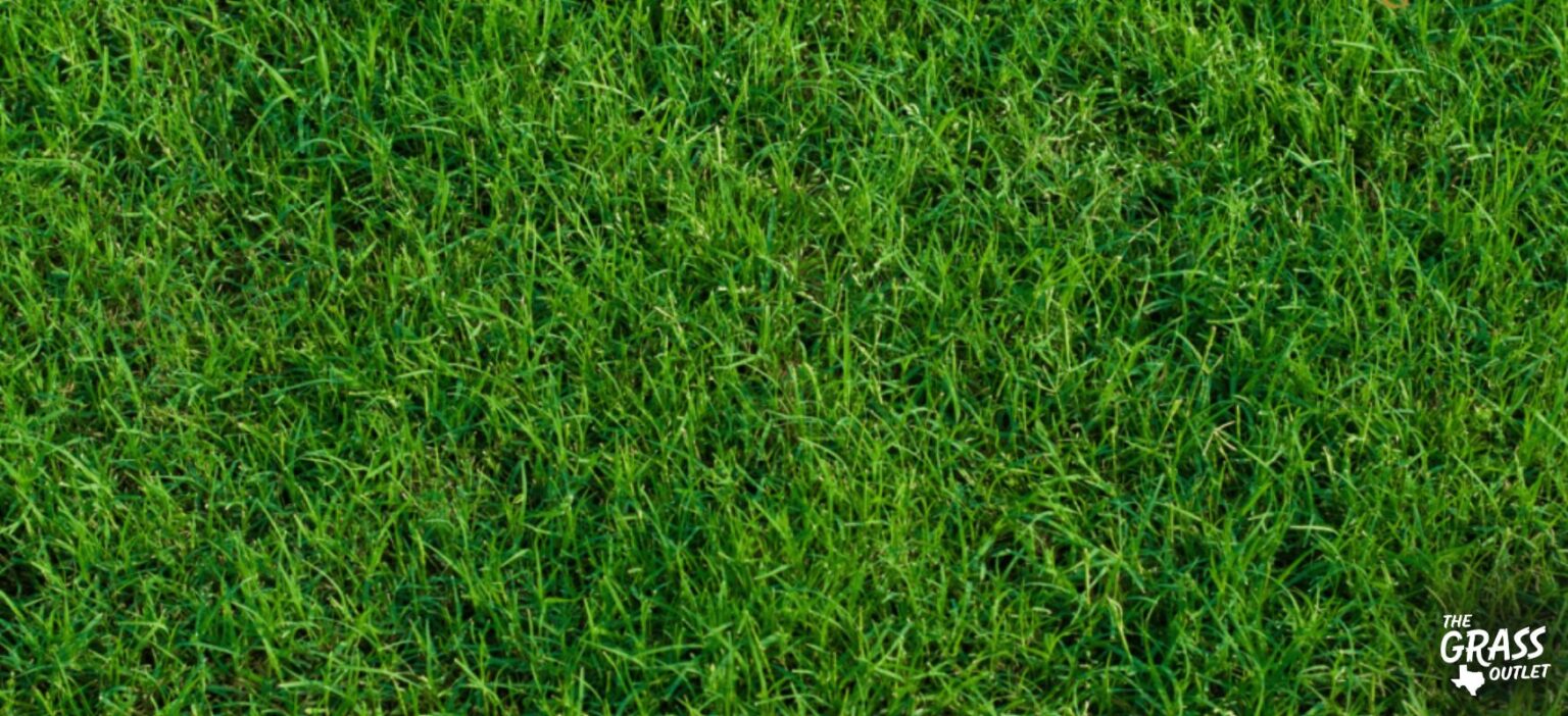 7 Low Maintenance Grass Varieties Best For Texas Lawns | The Grass Outlet