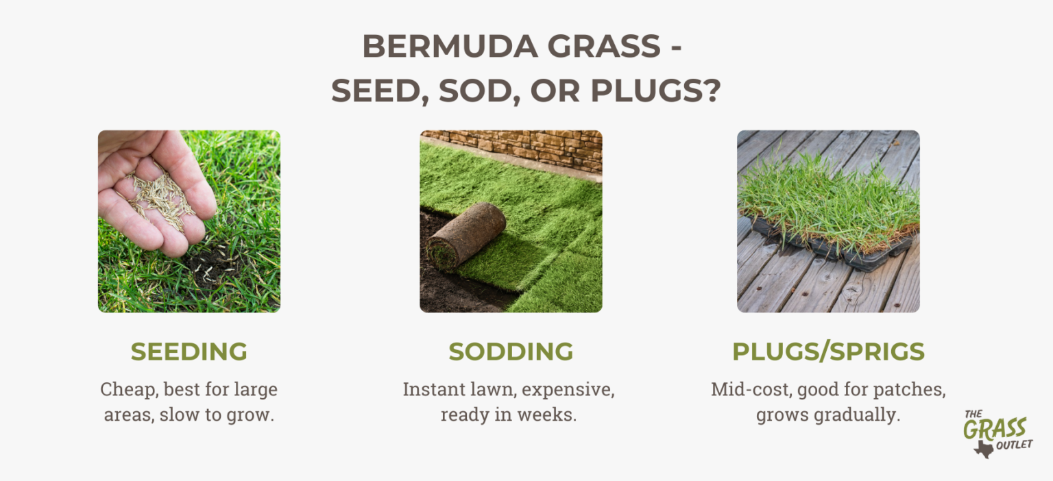 Best Time to Plant Bermuda Grass - Tips for a Lush Lawn