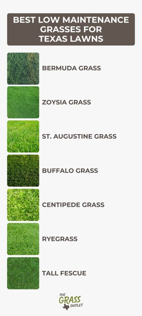 7 Low Maintenance Grass Varieties Best For Texas Lawns | The Grass Outlet