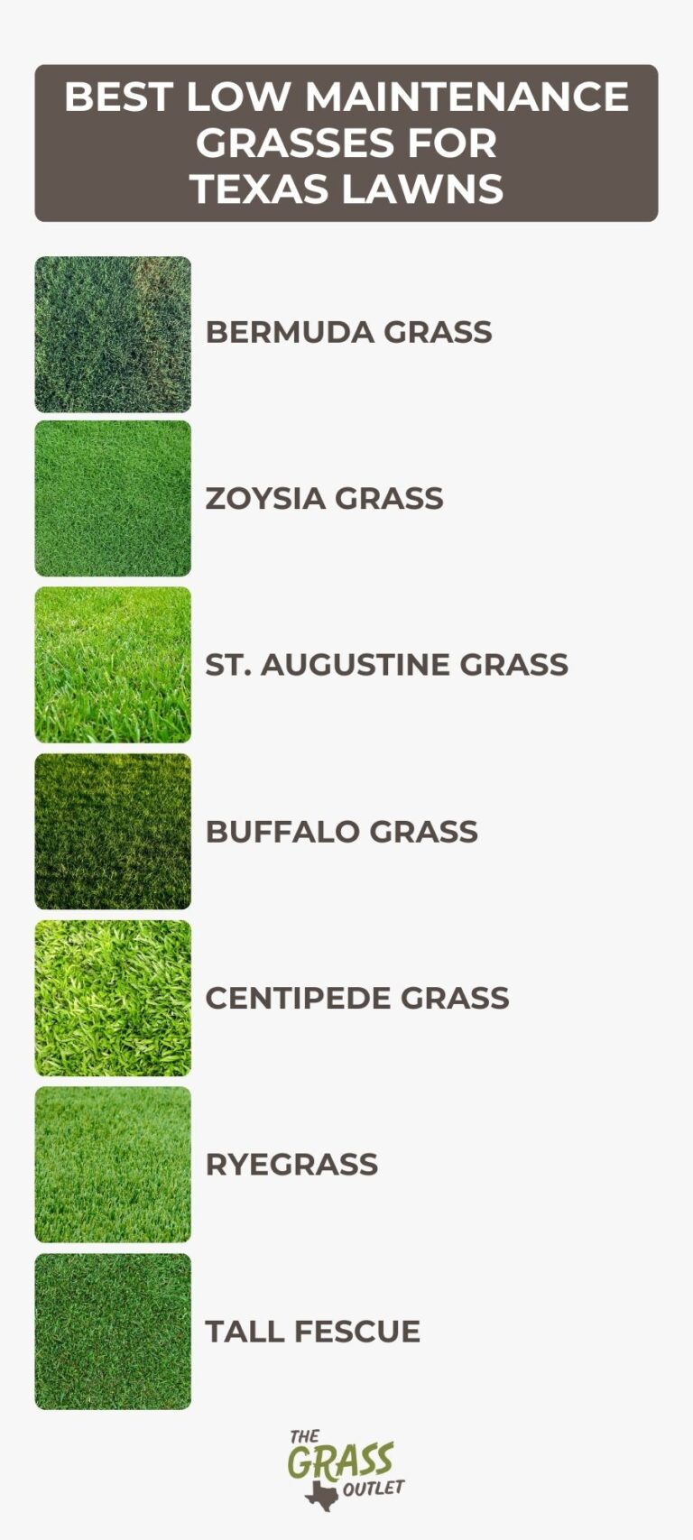 7 Low Maintenance Grass Varieties Best For Texas Lawns | The Grass Outlet