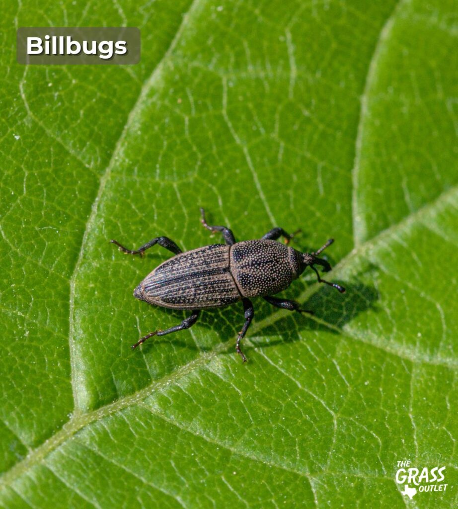 Texas Lawn Insects Identification Guide - The Grass Outlet