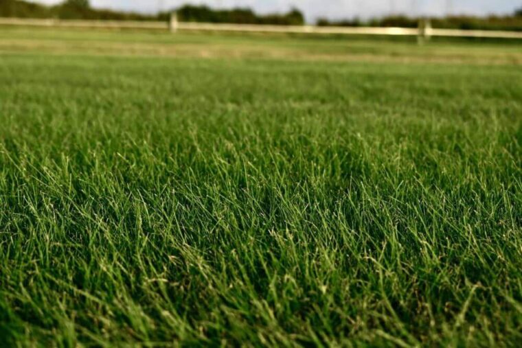 The Grass Outlet | Sod Grass for Austin, San Antonio