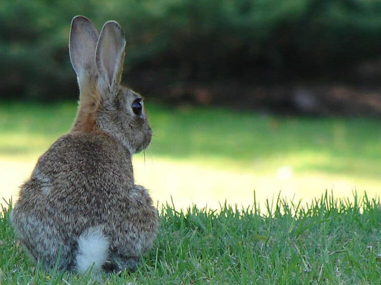 Controlling Rabbit Infestations | The Grass Outlet