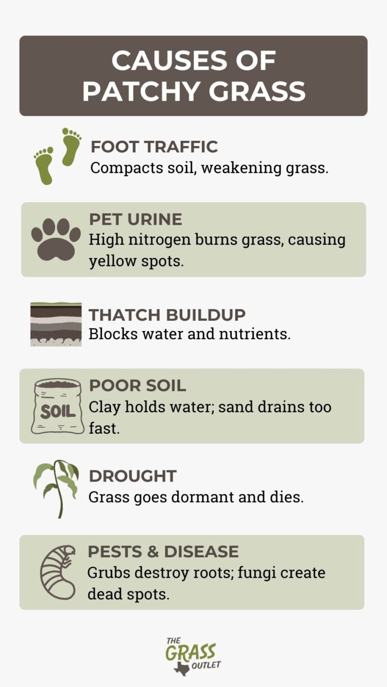 How to Fix Patchy Grass: A Step-by-Step Lawn Repair Guide