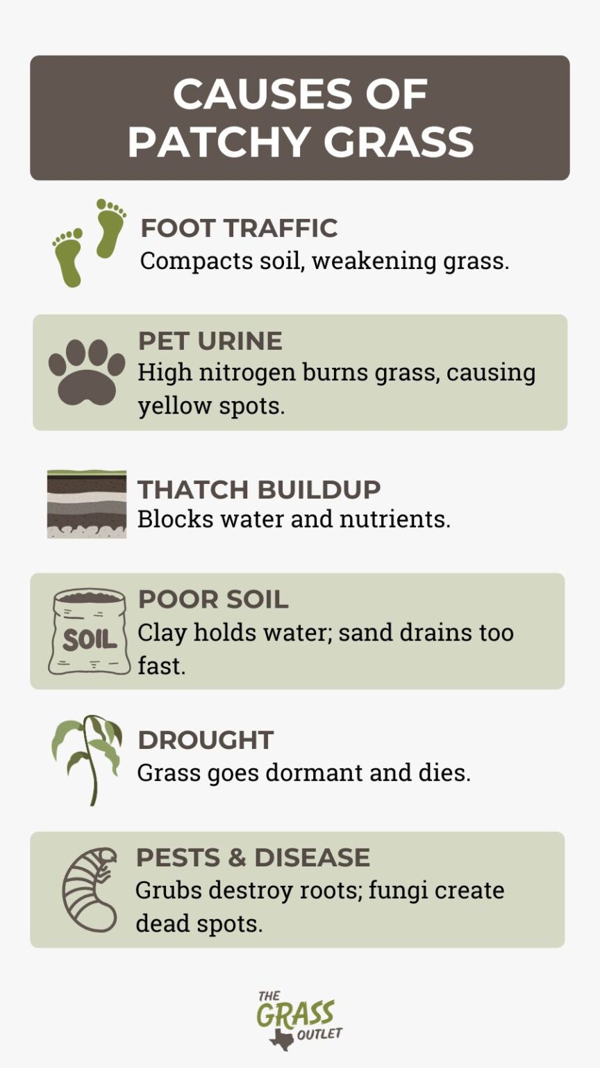 How to Fix Patchy Grass: A Step-by-Step Lawn Repair Guide