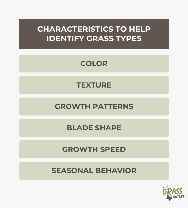 How to Identify Your Grass Type | The Grass Outlet | Texas