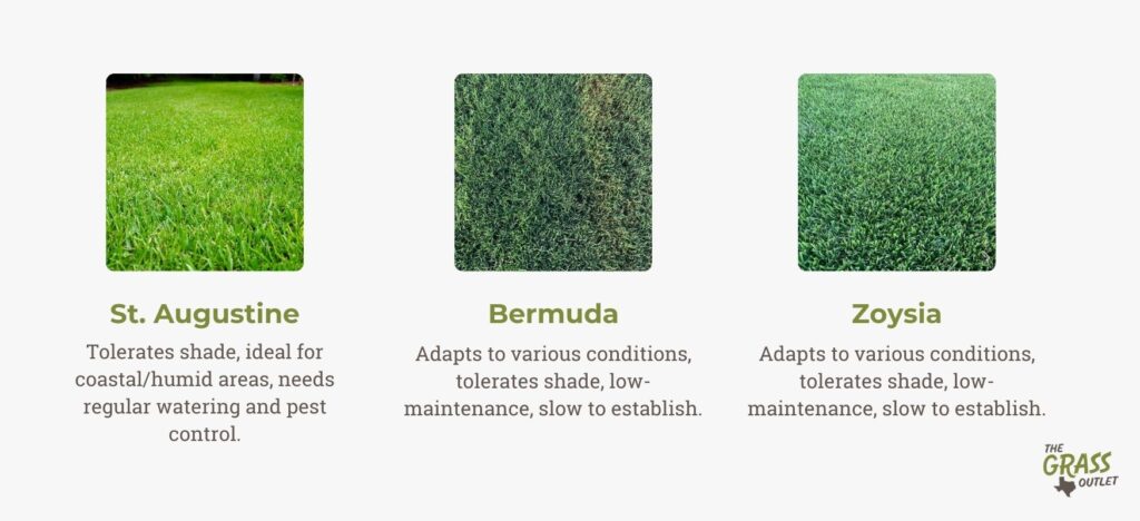 Fix Common Lawn Problems for a Healthy, Lush Lawn | Texas