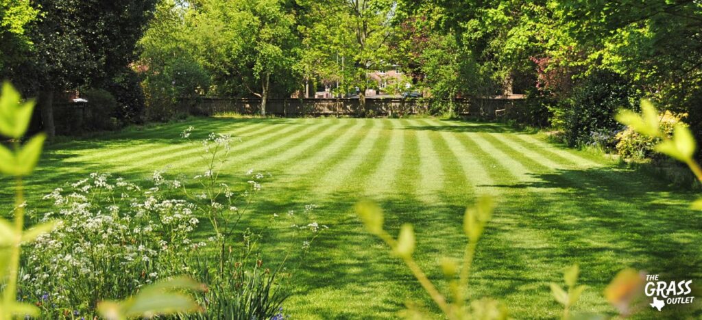Fix Common Lawn Problems for a Healthy, Lush Lawn | Texas