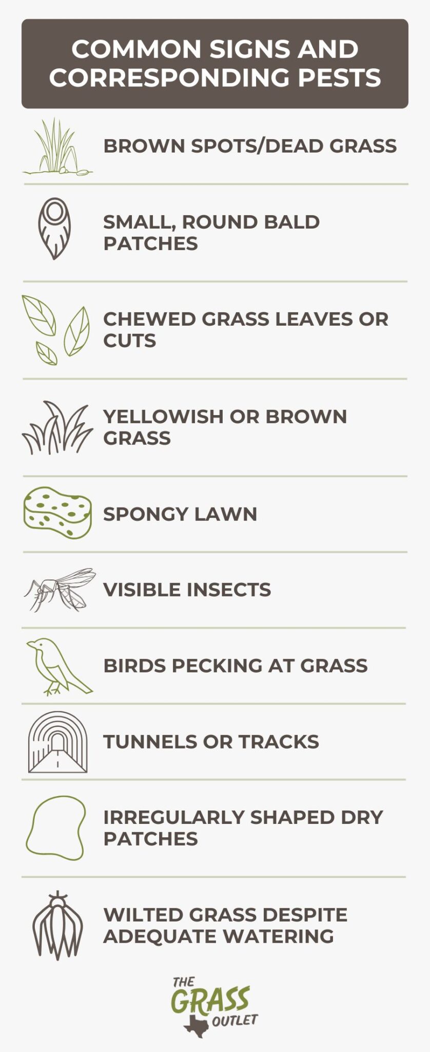 Texas Lawn Insects Identification Guide - The Grass Outlet