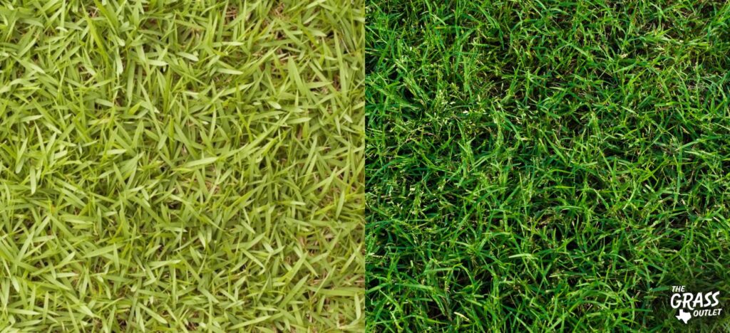 Common Bermuda vs. Hybrid Bermuda - Comparison | The Grass Outlet | Texas