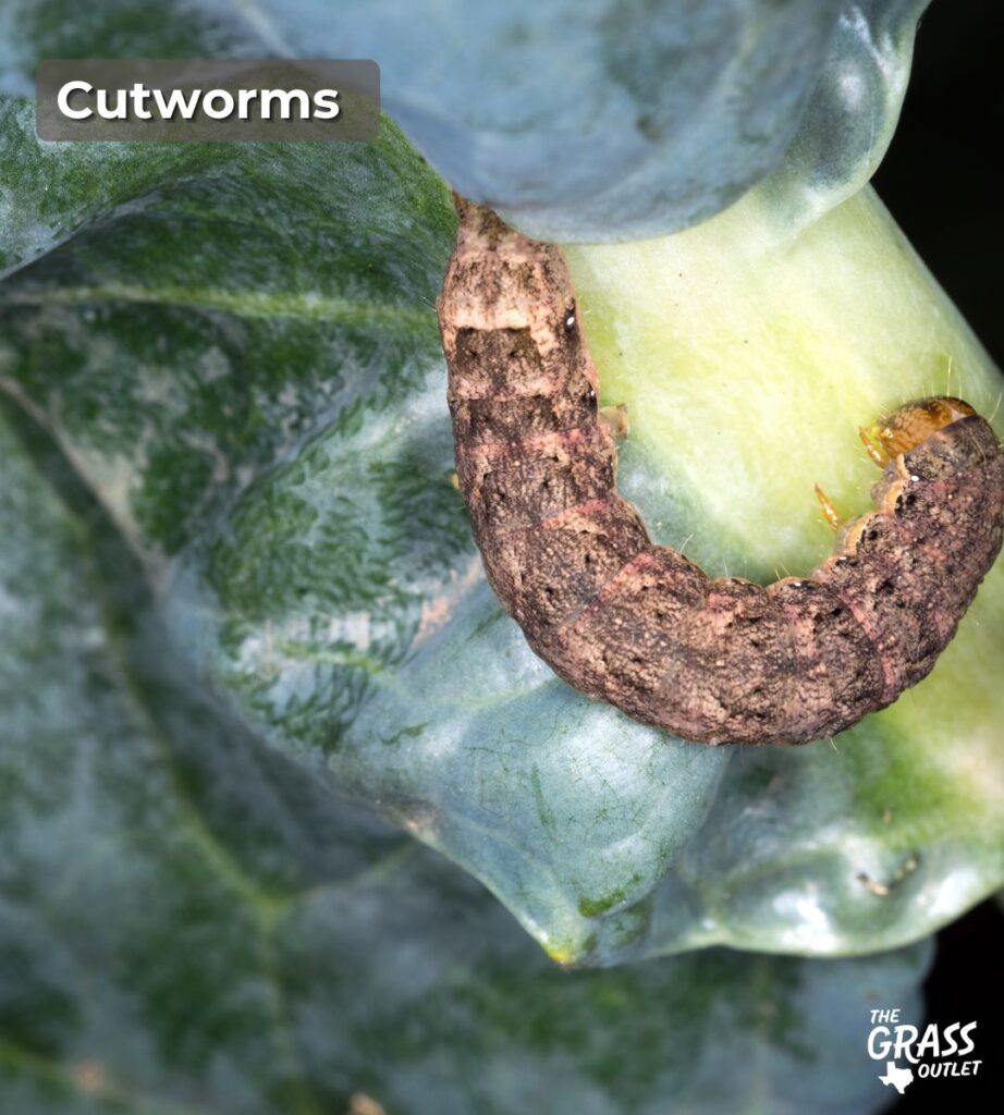 Texas Lawn Insects Identification Guide - The Grass Outlet