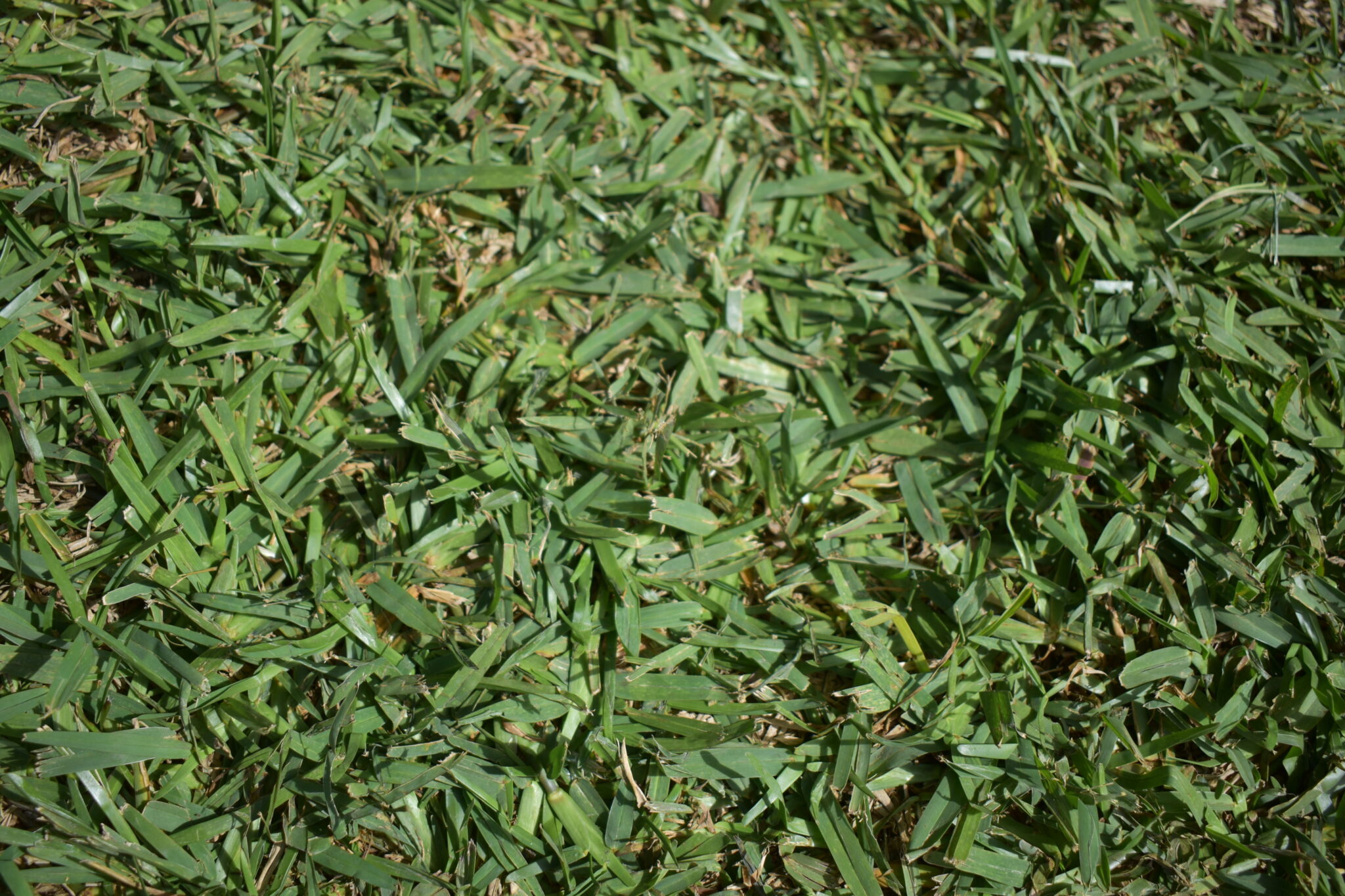 The Grass Outlet | Sod Grass for Austin, San Antonio