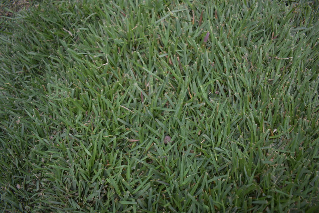The Grass Outlet | Sod Grass for Austin, San Antonio