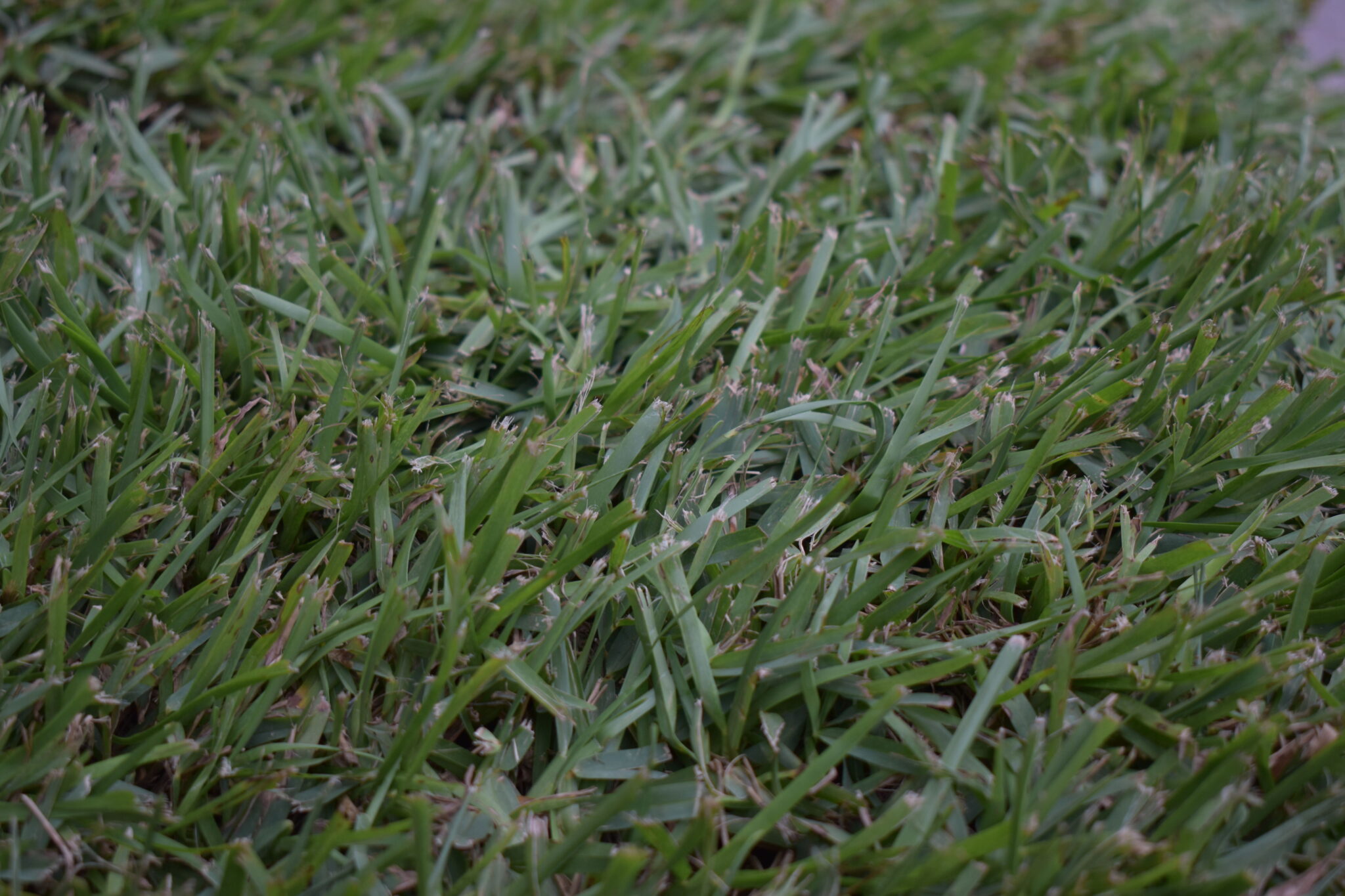 The Grass Outlet | Sod Grass for Austin, San Antonio