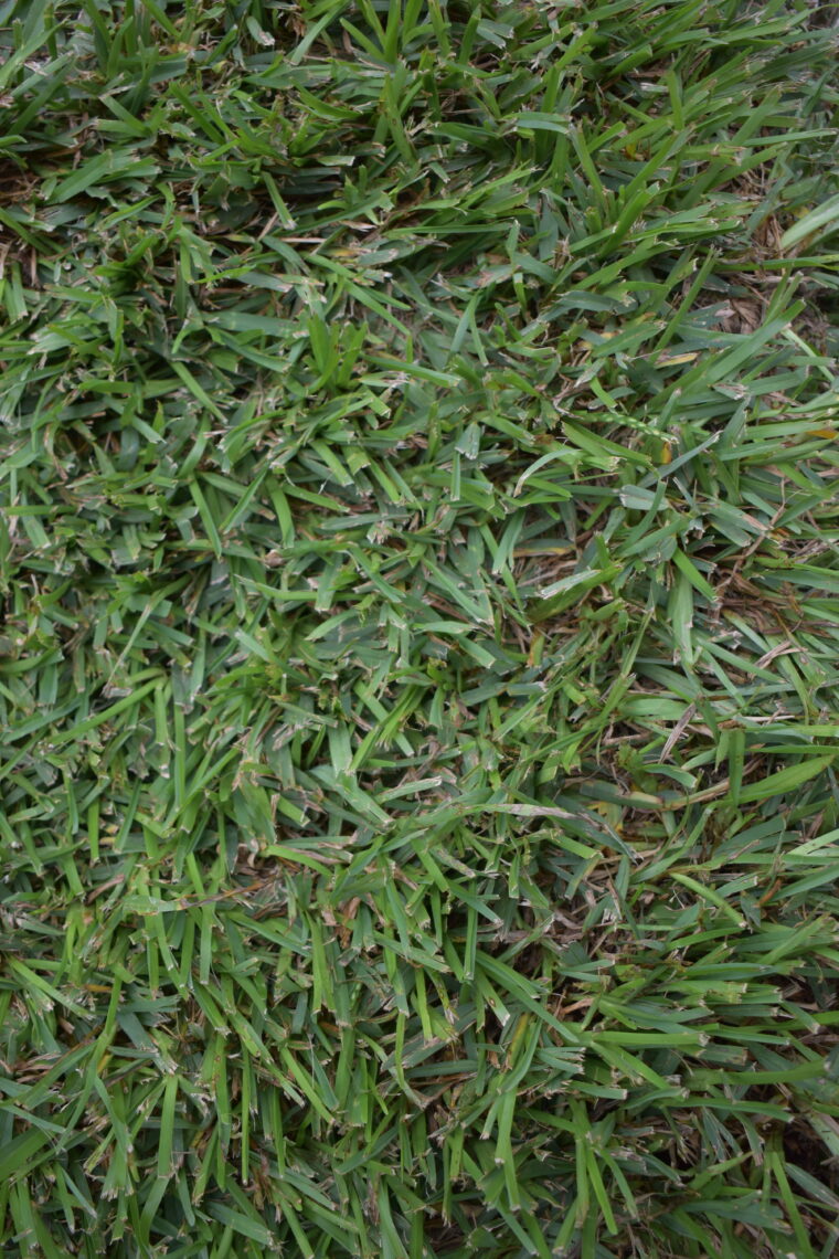 The Grass Outlet | Sod Grass for Austin, San Antonio