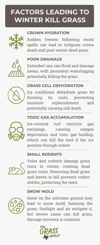 Does Grass Die In Winter, And What Should You Do About It? - The Grass ...