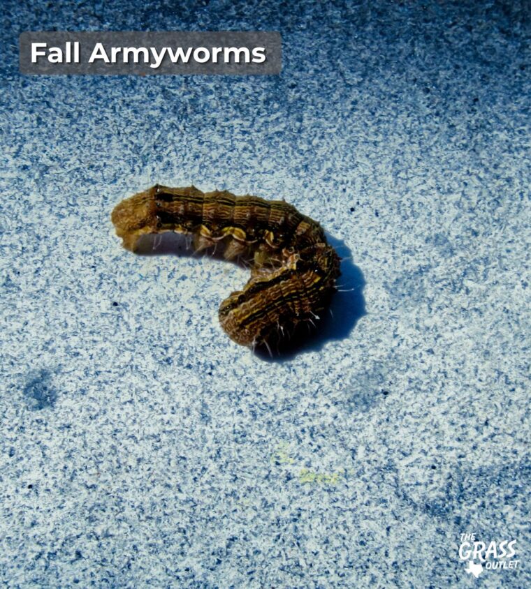 Texas Lawn Insects Identification Guide - The Grass Outlet