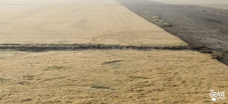 Does Grass Die In Winter, And What Should You Do About It? - The Grass ...