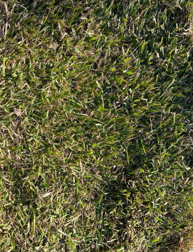 The Grass Outlet | Sod Grass for Austin, San Antonio