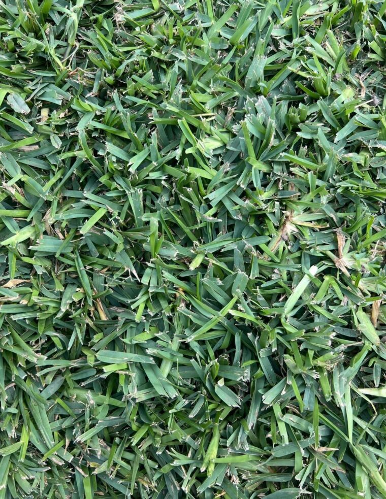 The Grass Outlet | Sod Grass for Austin, San Antonio