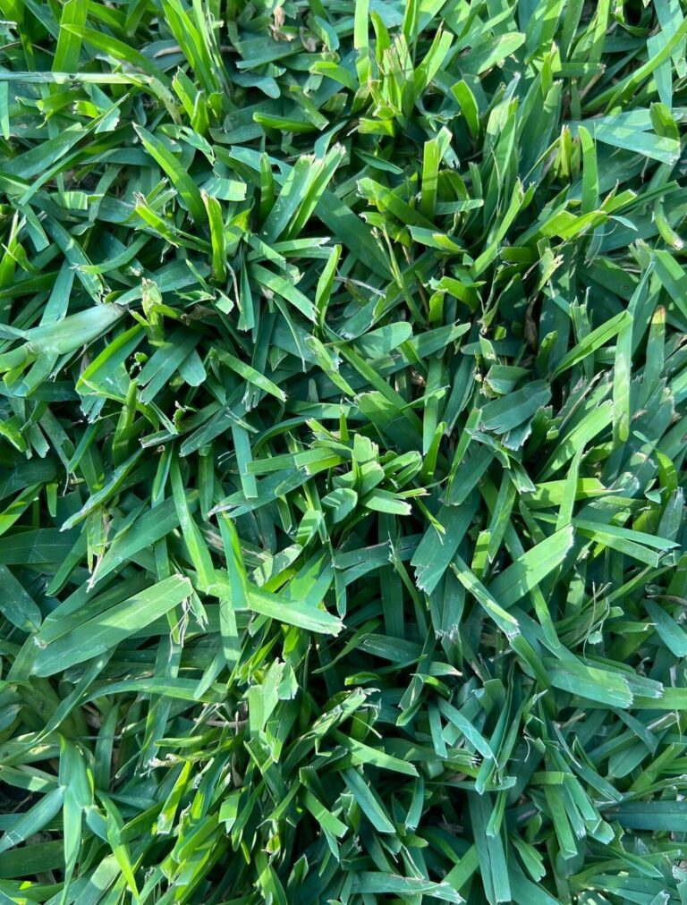 The Grass Outlet | Sod Grass for Austin, San Antonio