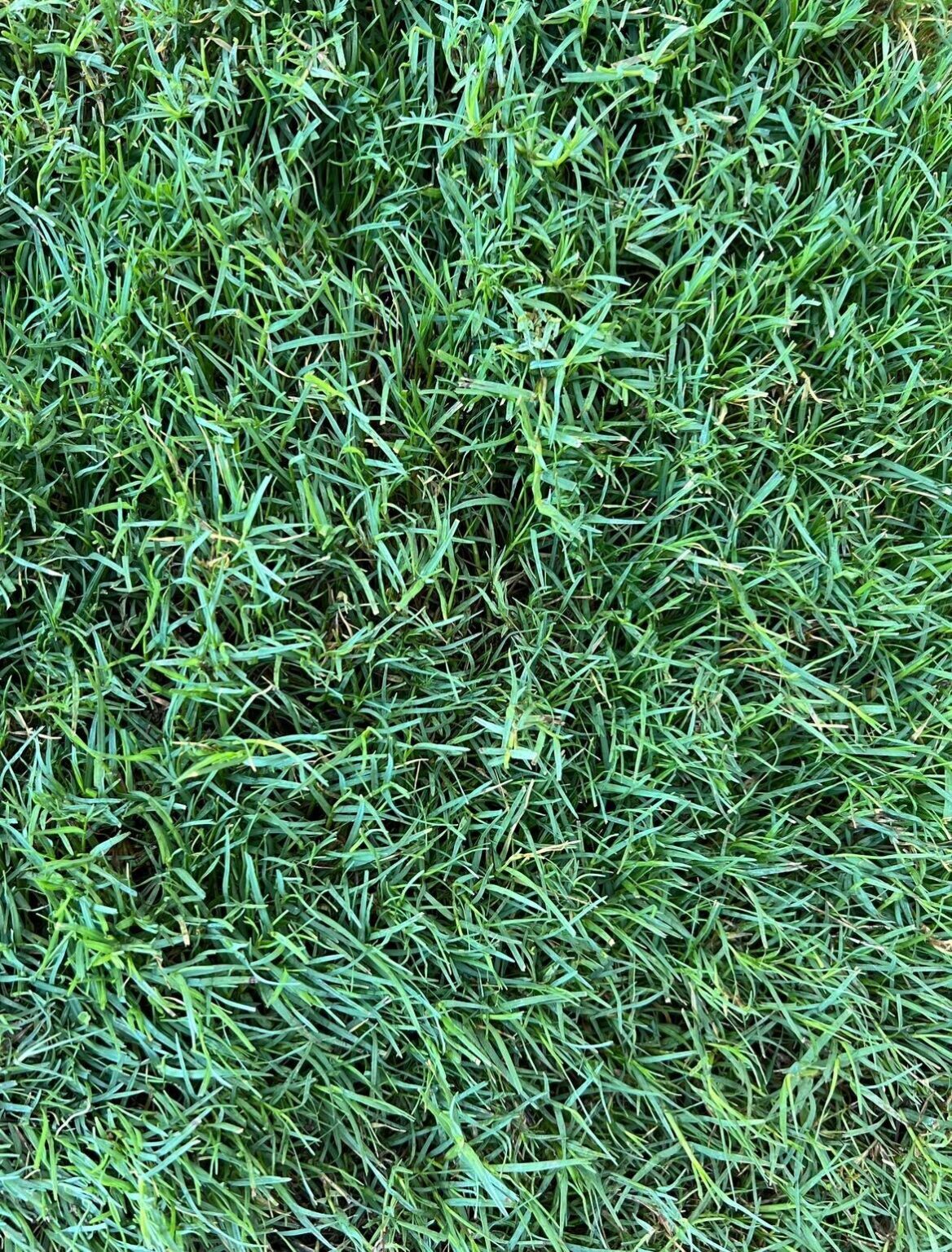 The Grass Outlet | Sod Grass for Austin, San Antonio