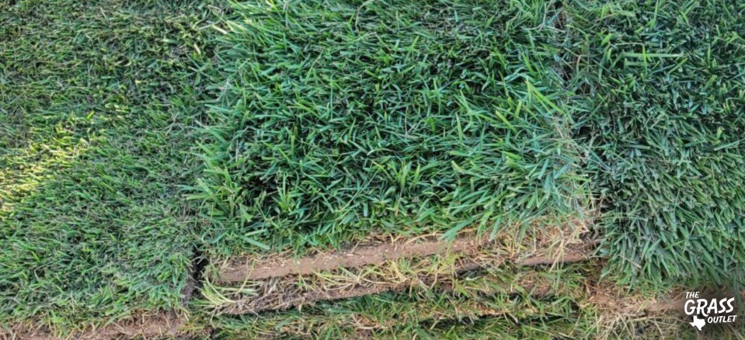 When To Plant Zoysia Palisades Grass In Texas | The Grass Outlet