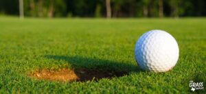 Types Of Grass Used On Golf Courses | The Grass Outlet