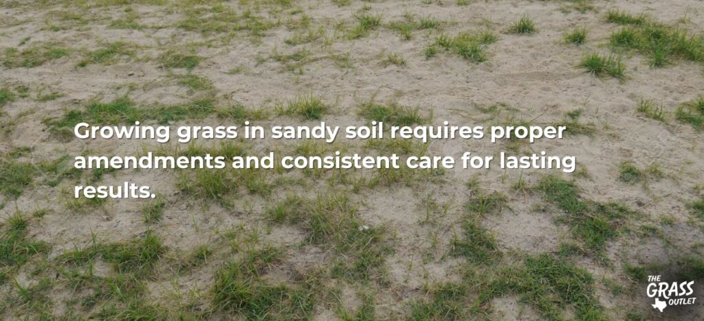 How to Grow Grass in Sandy Soil | The Grass Outlet | Texas