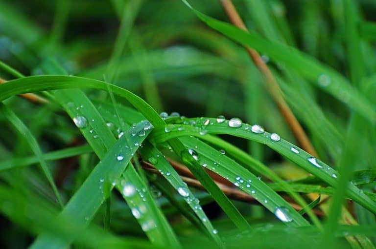 Cómo mantener un césped verde | The Grass Outlet | Tejas