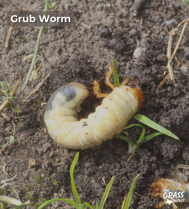 Texas Lawn Insects Identification Guide - The Grass Outlet