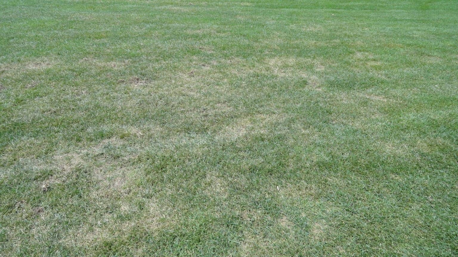 Handling Sod Webworms in Texas | The Grass Outlet | Texas