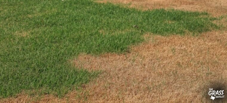 Heat Stressed Lawn: Symptoms, Causes & Treatment Solutions