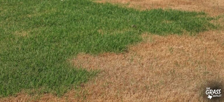 Heat Stressed Lawn: Symptoms, Causes & Treatment Solutions