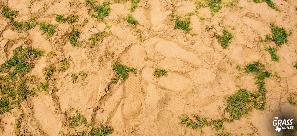 How to Grow Grass in Sandy Soil | The Grass Outlet | Texas