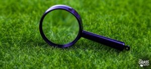 How to Identify Your Grass Type | The Grass Outlet | Texas