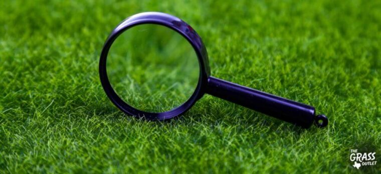 How to Identify Your Grass Type | The Grass Outlet | Texas