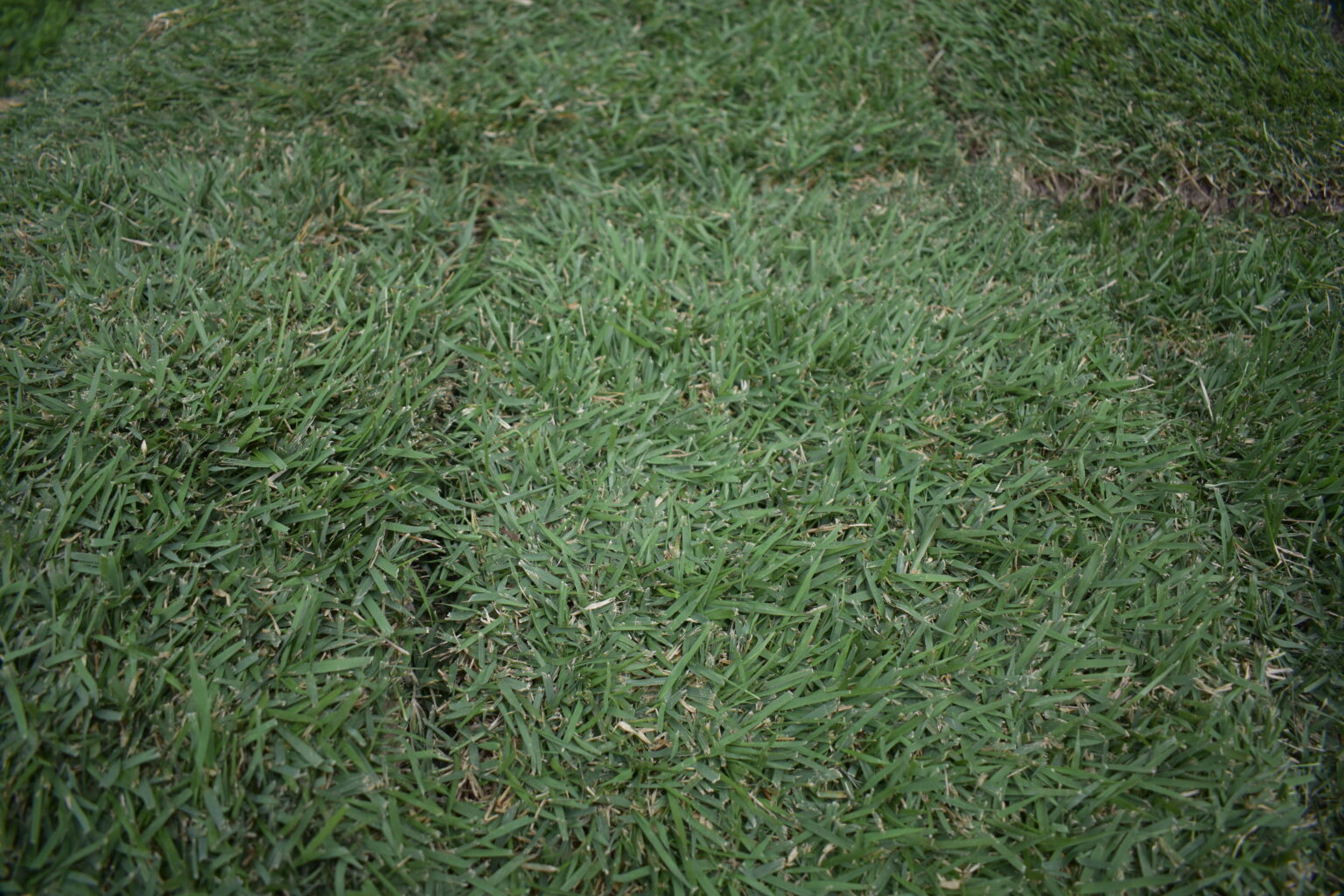 The Grass Outlet | Sod Grass for Austin, San Antonio