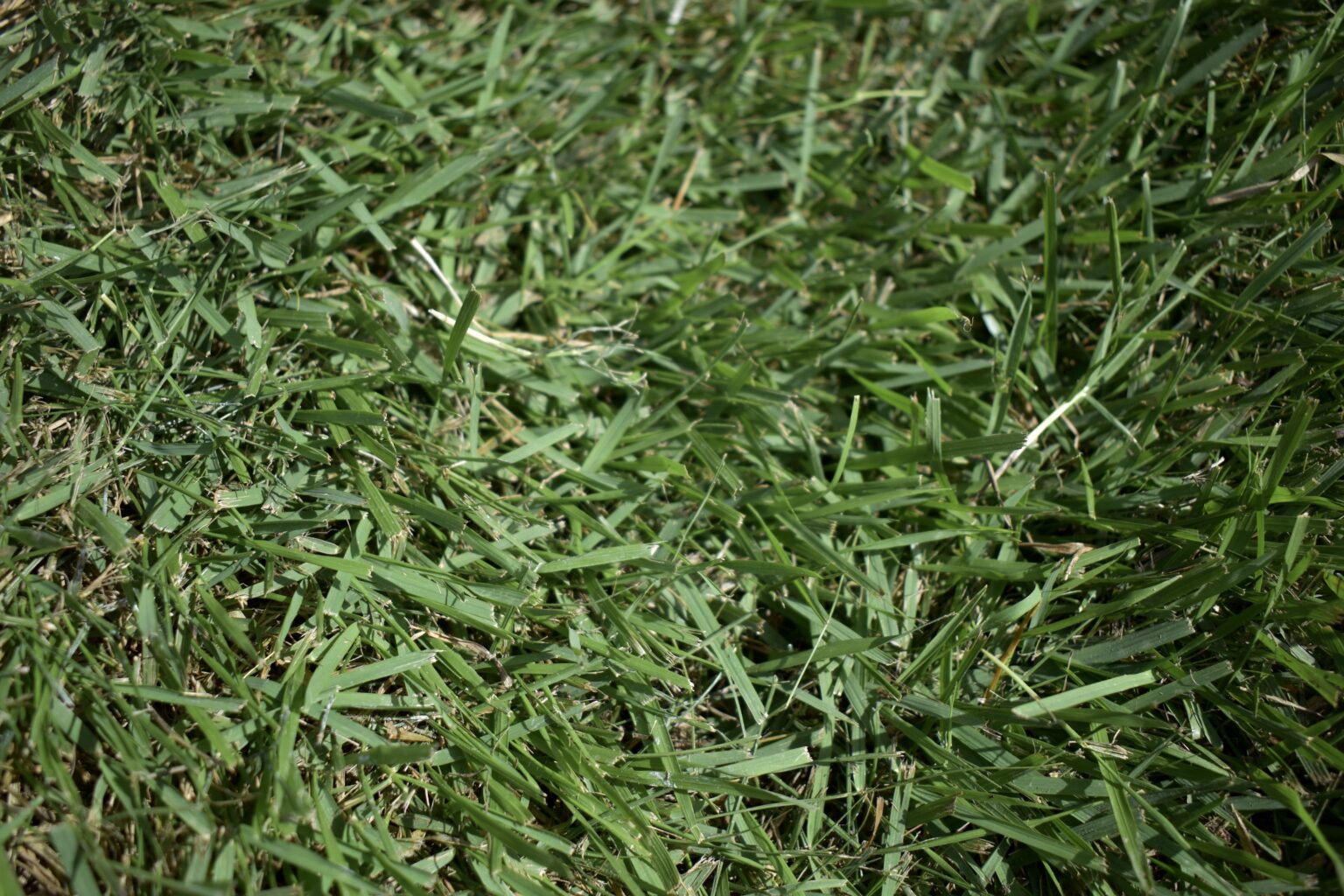 The Grass Outlet | Sod Grass for Austin, San Antonio