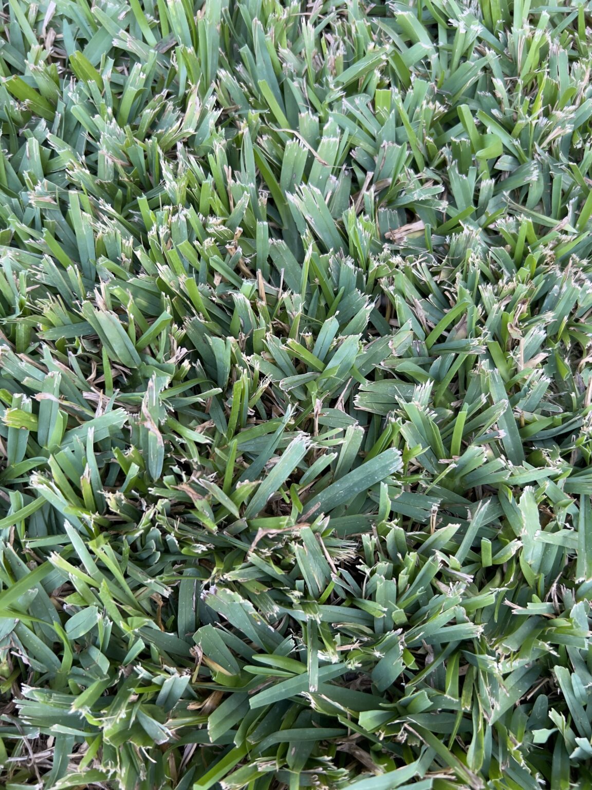 The Grass Outlet | Sod Grass for Austin, San Antonio