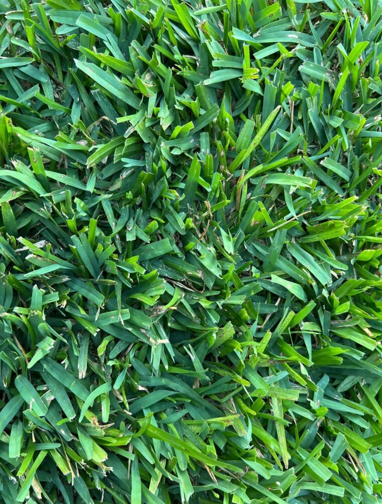 The Grass Outlet | Sod Grass for Austin, San Antonio