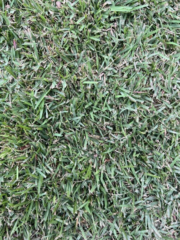 The Grass Outlet | Sod Grass for Austin, San Antonio