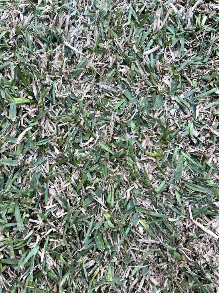 The Grass Outlet | Sod Grass for Austin, San Antonio